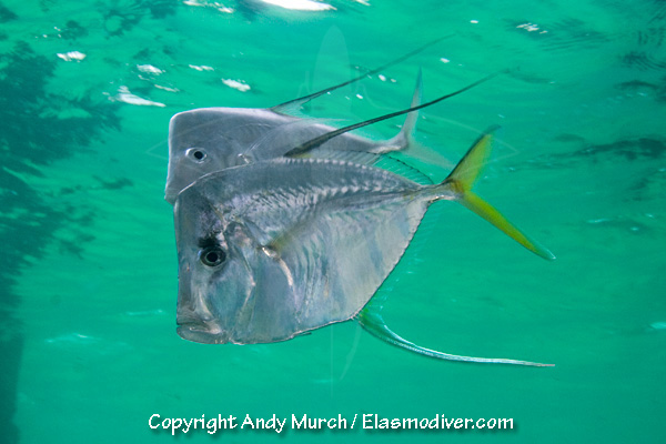 Lookdown Fish Pictures - images of Selene vomer